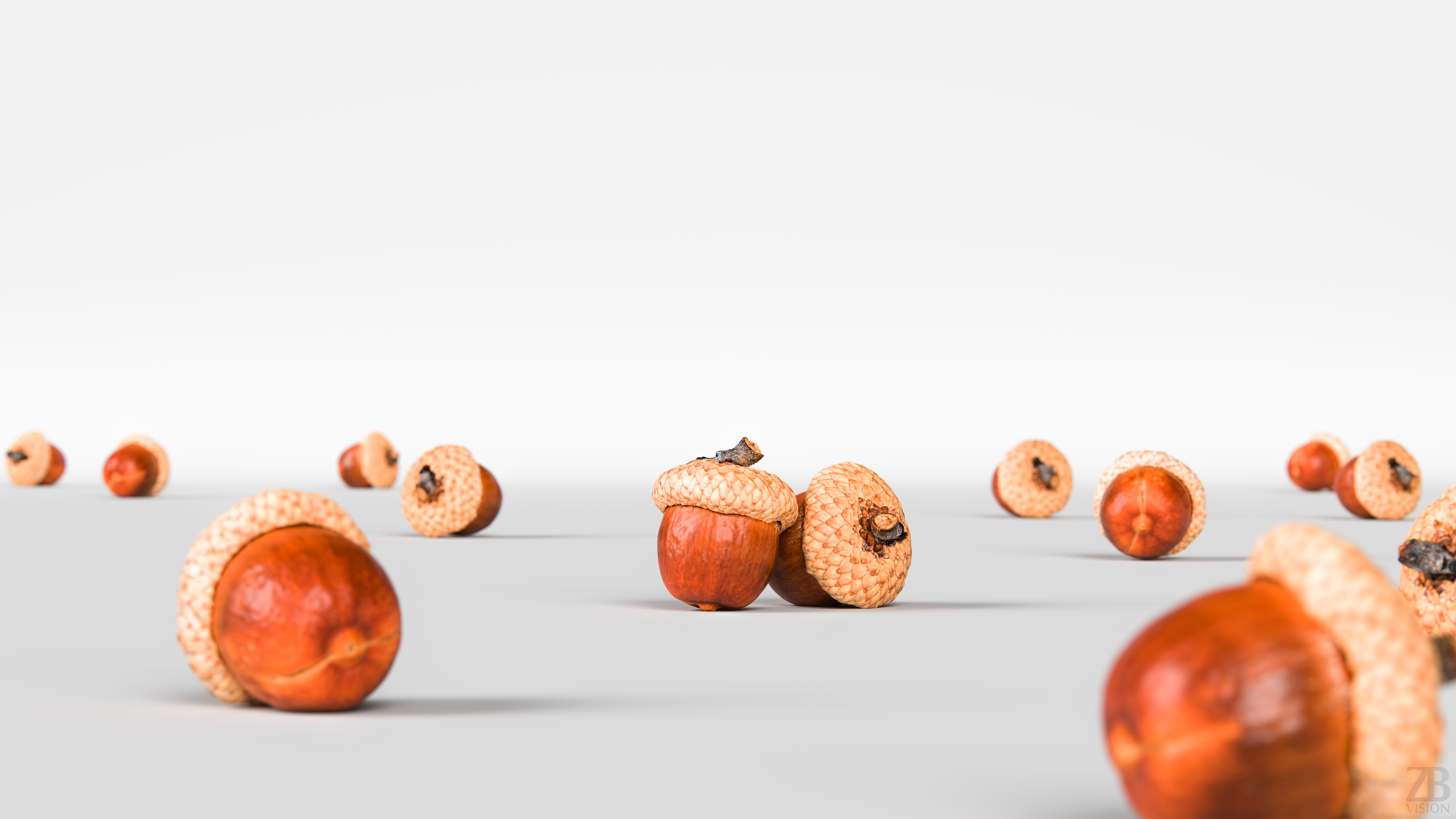 Acorn 3D model – ZB-Vision