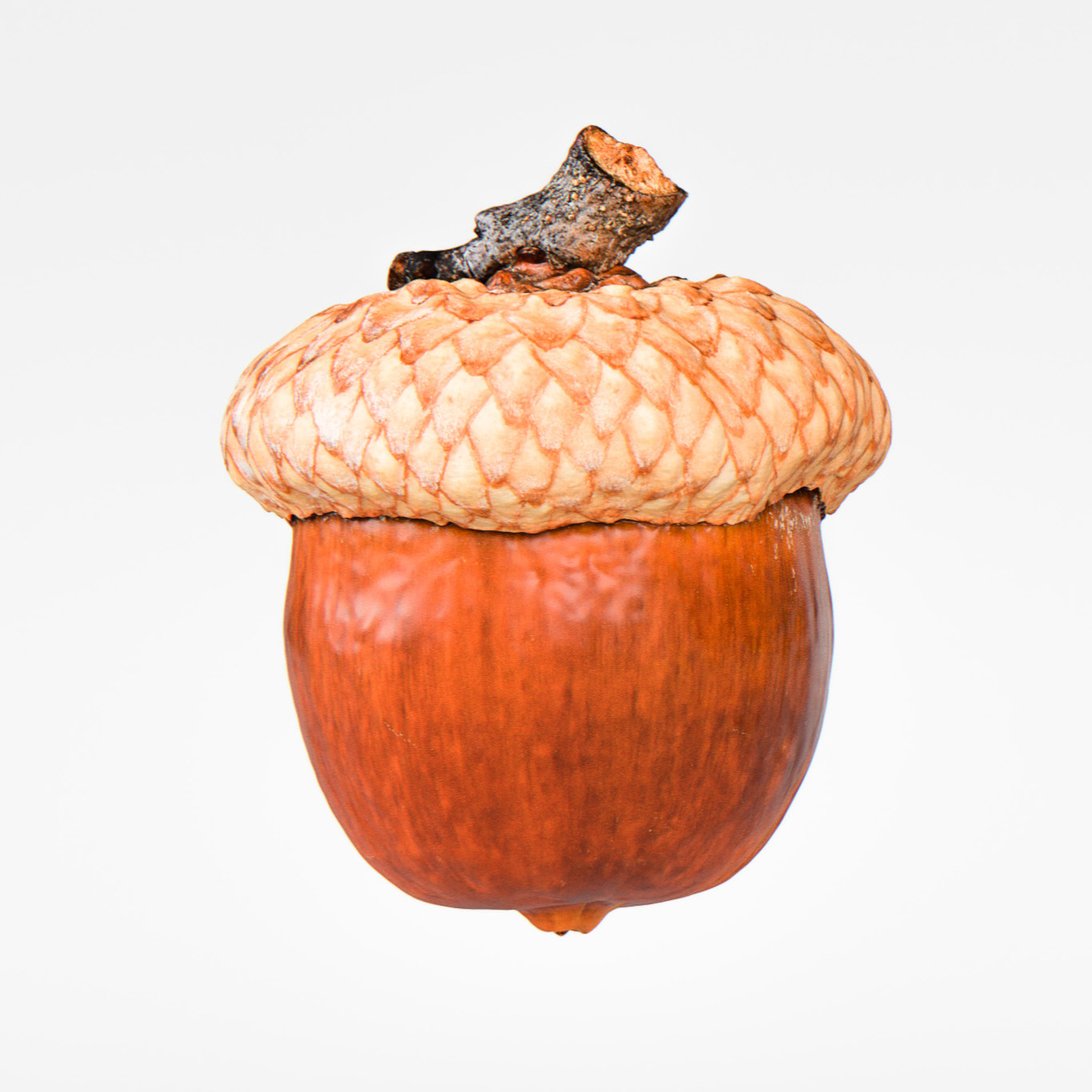 Acorn 3D model – ZB-Vision