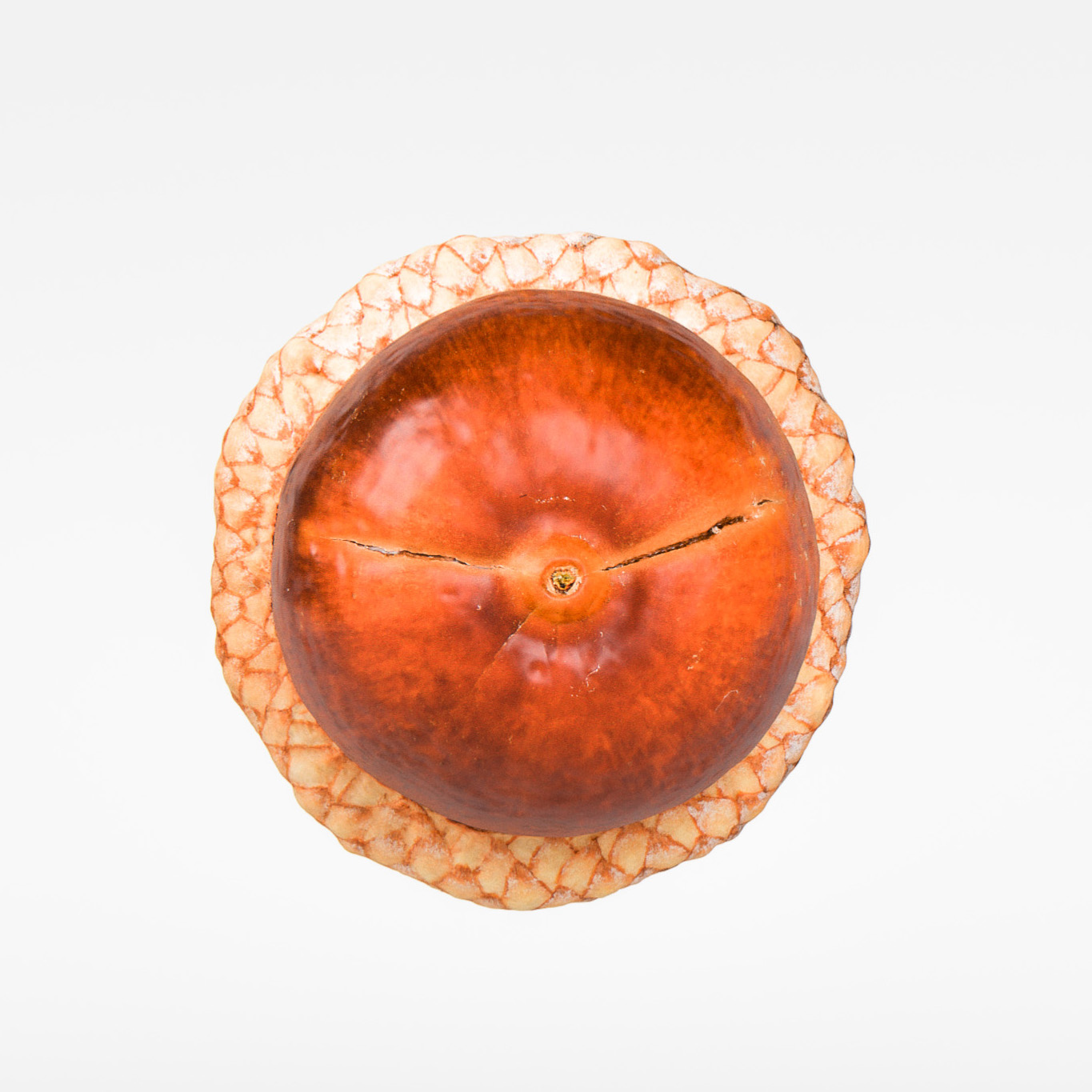 Acorn 3D model – ZB-Vision