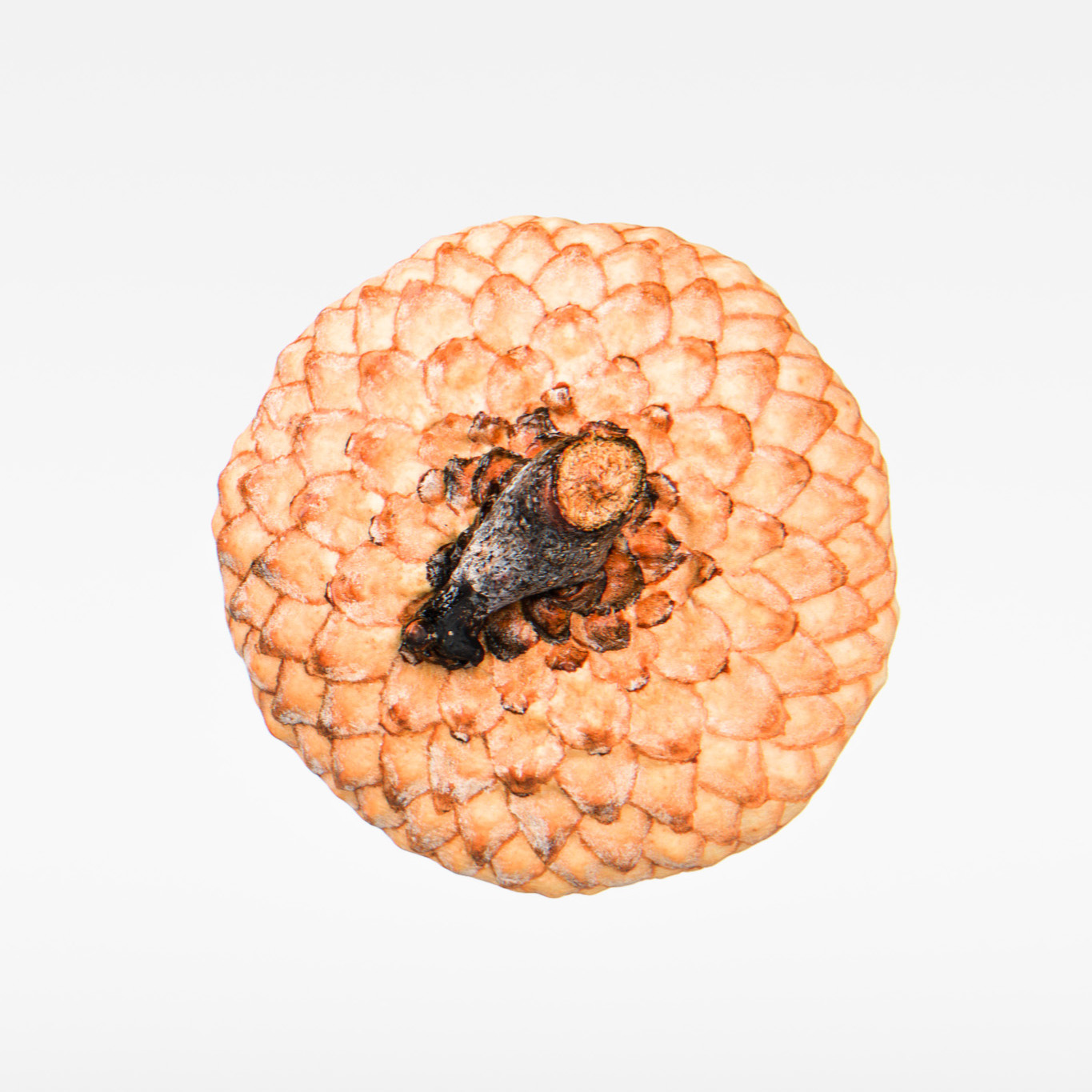 Acorn 3D model – ZB-Vision