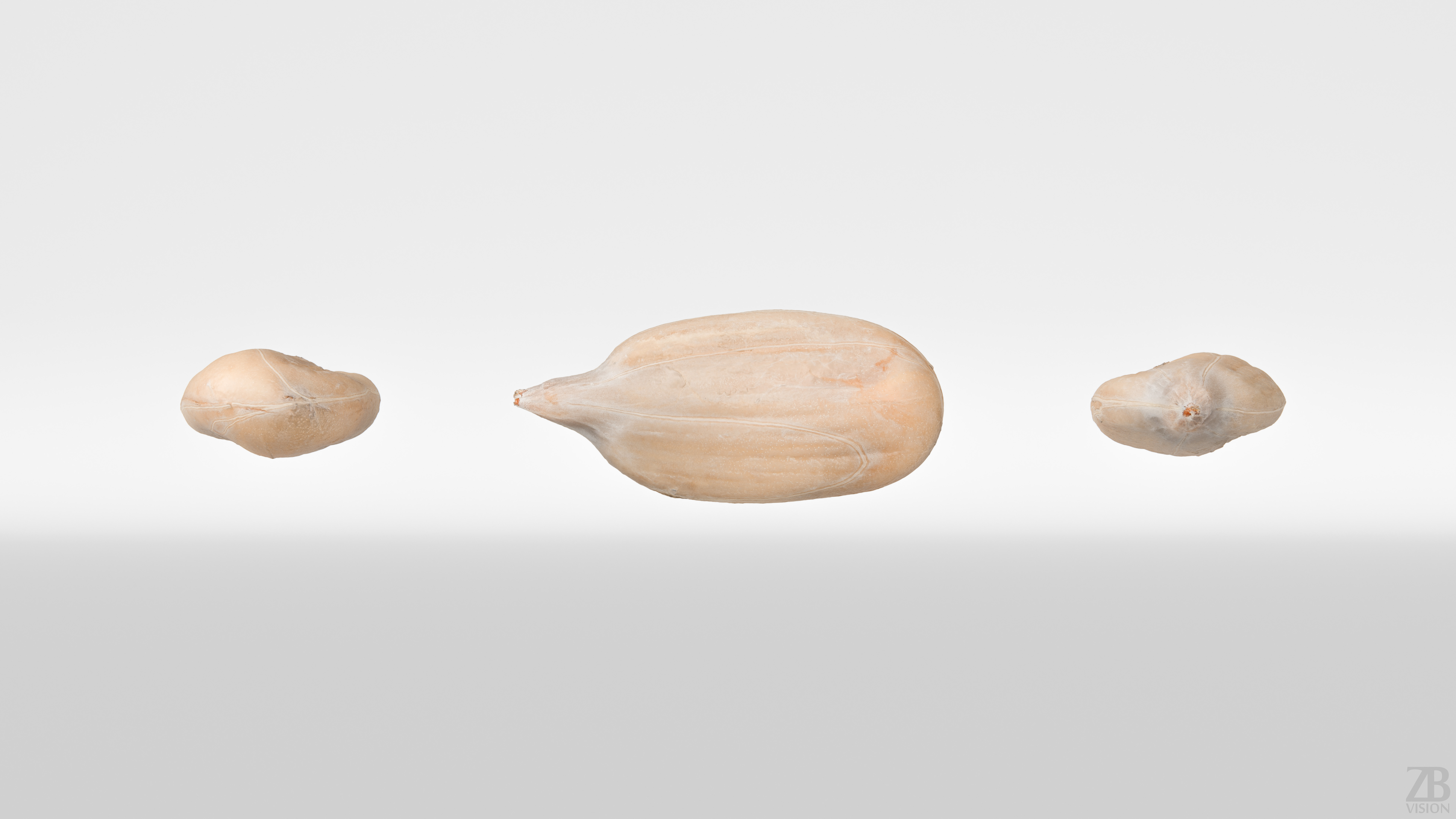 Sunflower Seed 3D model – ZB-Vision