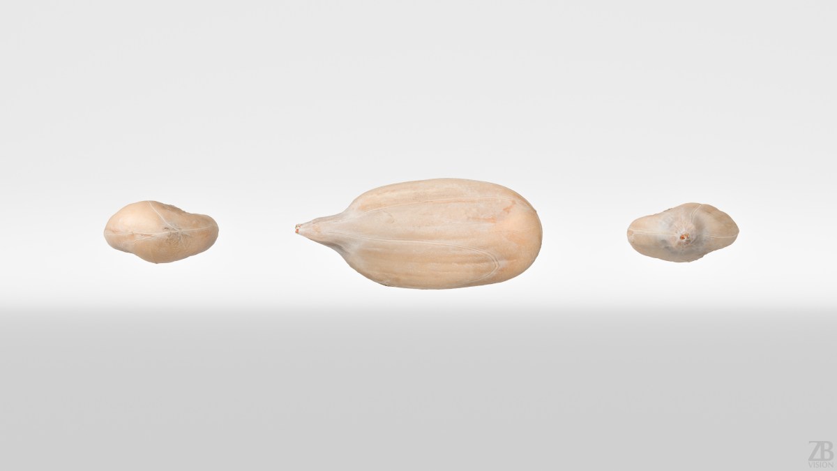 Sunflower Seed 3D model – ZB-Vision
