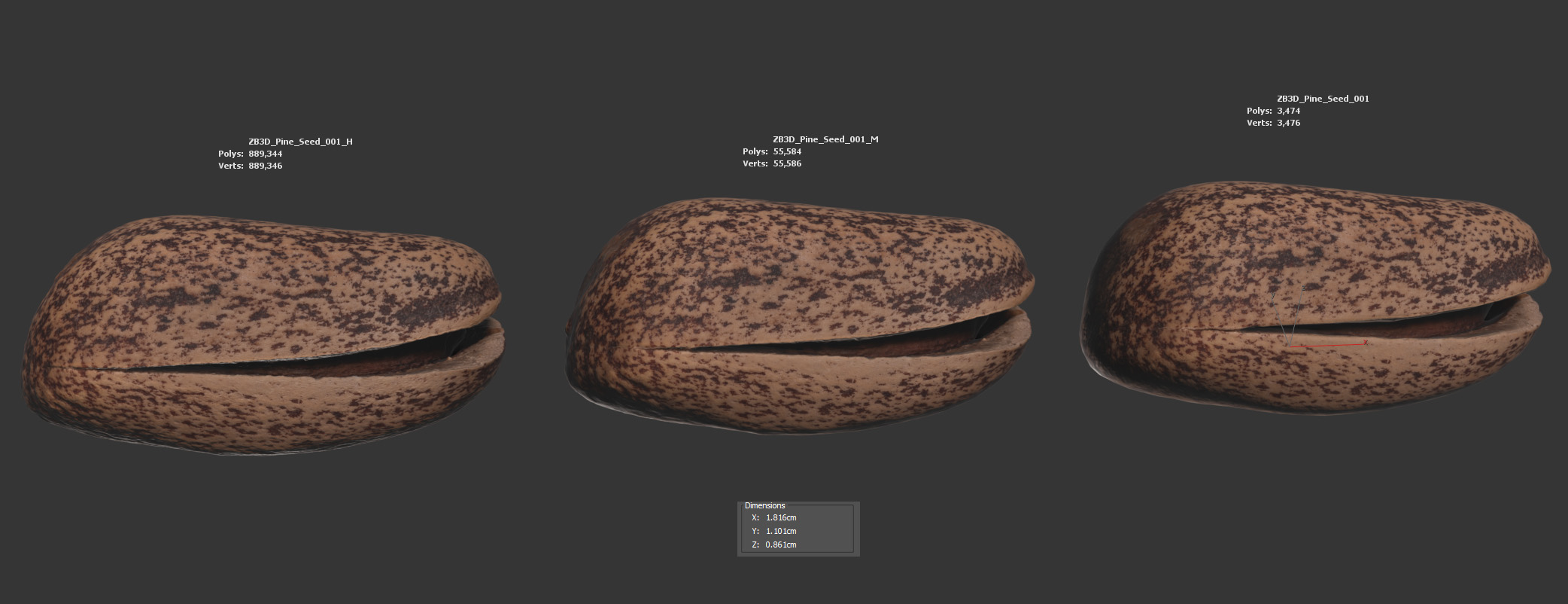 Pine Seed 3D model – ZB-Vision