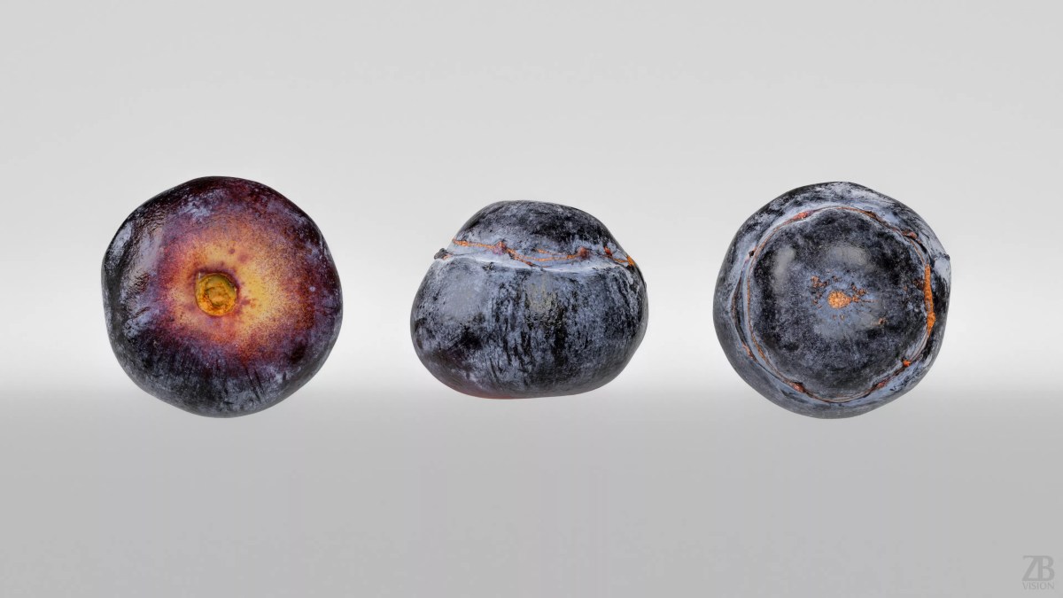 Blueberry 3D model – ZB-Vision