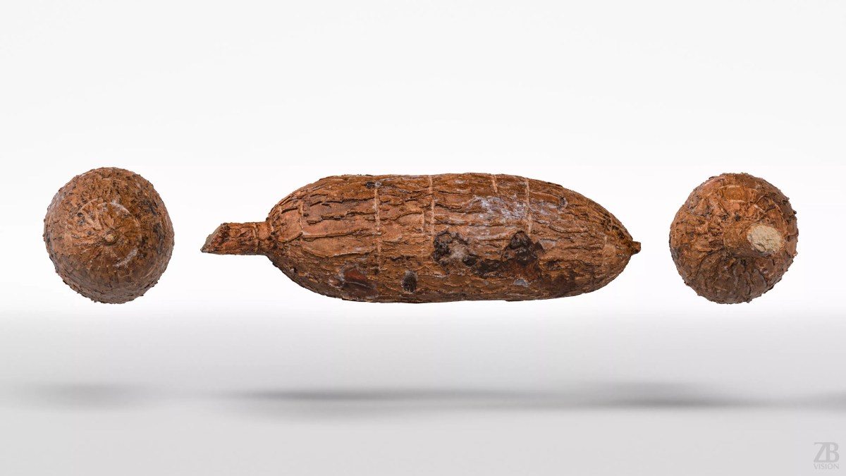 Cassava 3D model – ZB-Vision