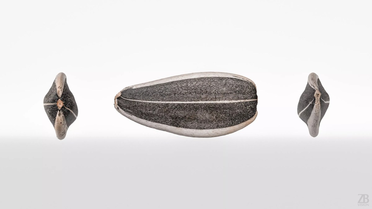 Sunflower Seed 3D model – ZB-Vision