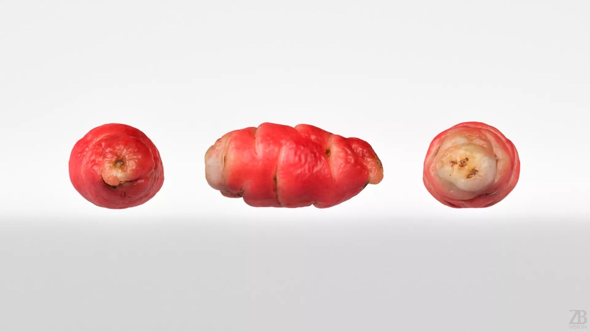 Oca Root 3D model – ZB-Vision